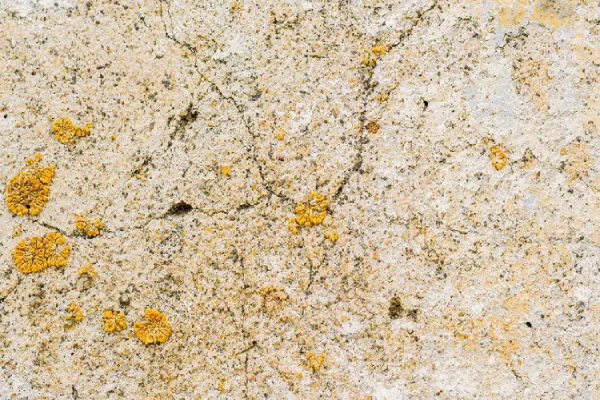 What is Yellow Mold [Cause of Yellow Mold] | Revive